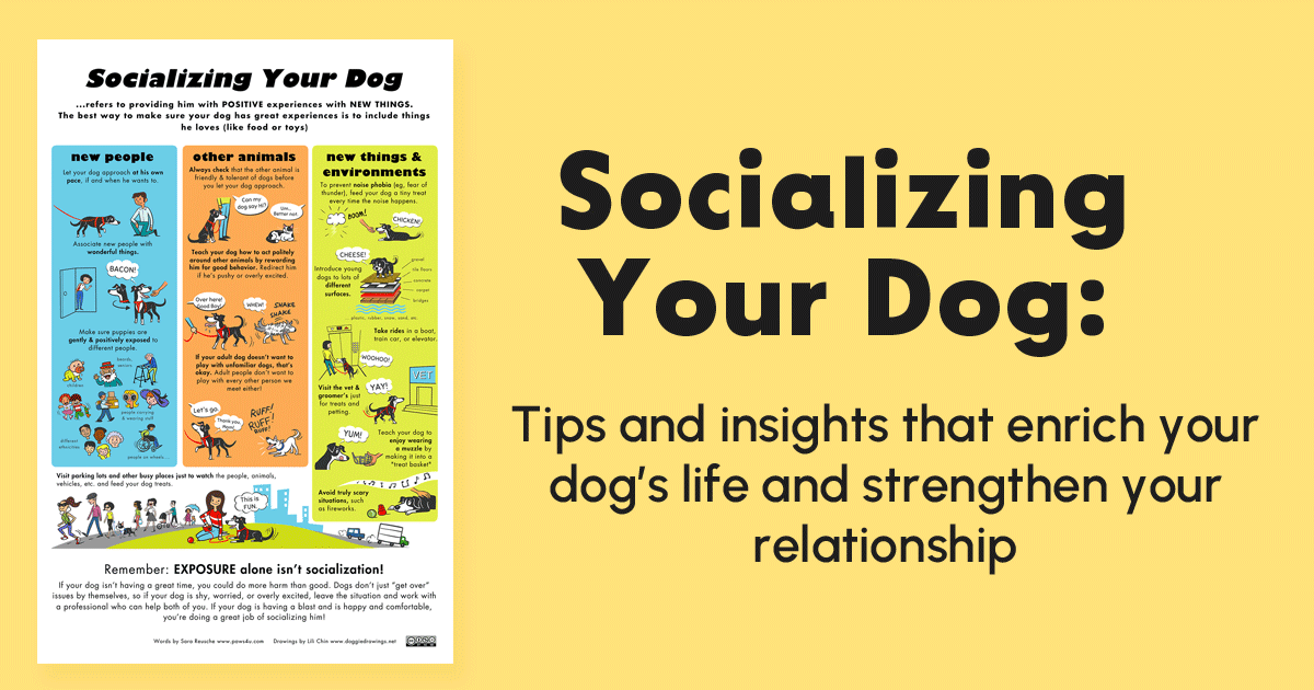 Socializing Your Dog: Tips and Insights that Enrich Your Dog’s Life and ...