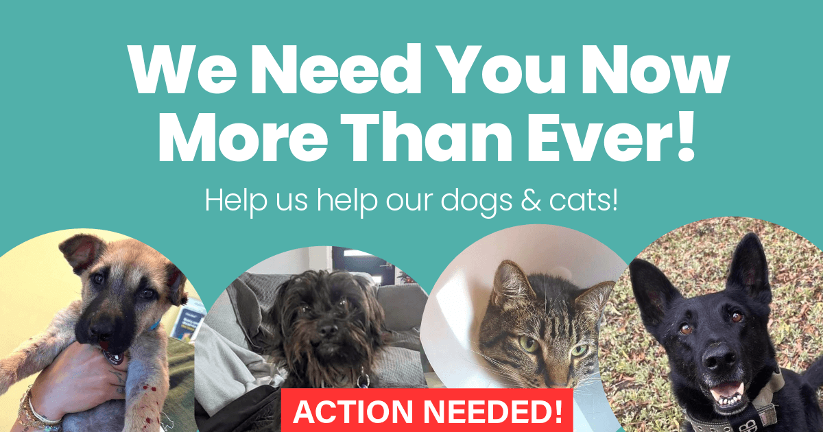 🐾 Help Save Rescue Dogs & Cats – Donate to Furry Friends Rescue ...
