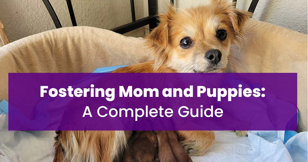 Fostering Mom and Puppies: A Complete Guide - Furry Friends Rescue Blog